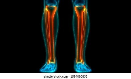 Human Skeleton System Tibia Fibula Bone Stock Illustration 1594080832 ...