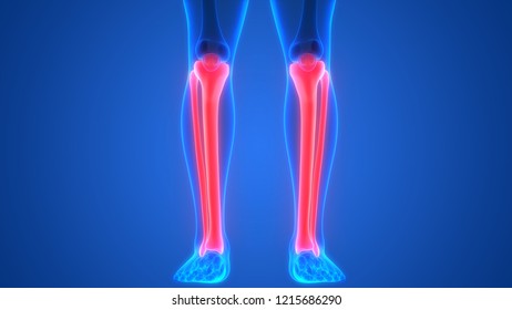 Human Skeleton System Tibia Ulna Bones Stock Illustration 1215686290 ...