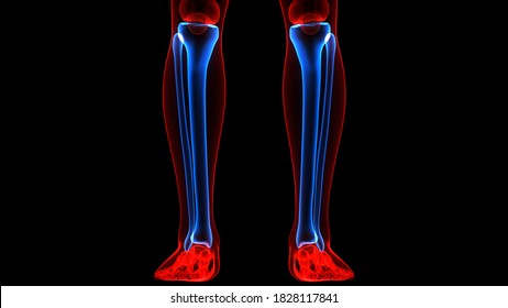 Tibia Ulna Bone Joints Human Skeleton Stock Illustration 1562906512 ...