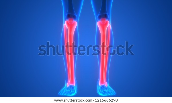 Human Skeleton System Tibia Ulna Bones Stock Illustration 1215686290 ...