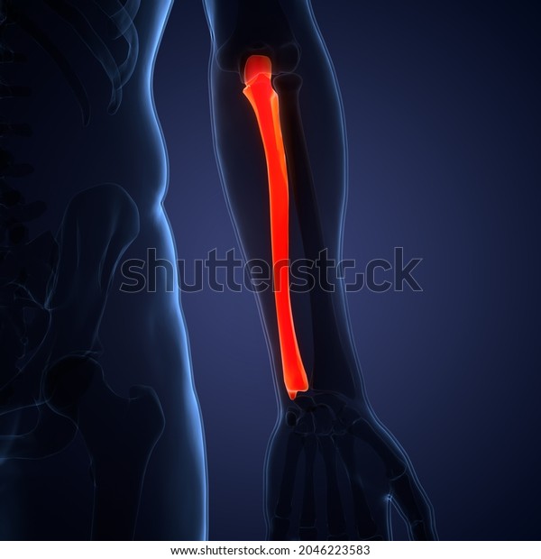 Human Skeleton System Ulna Bone Joints Stock Illustration 2046223583 ...