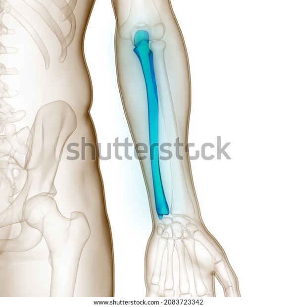 Human Skeleton System Ulna Bone Joints Stock Illustration 2083723342 ...