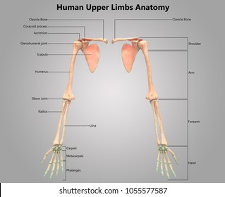 Human Skeleton System Upper Limbs Labels: ilustrações stock 788569465 ...