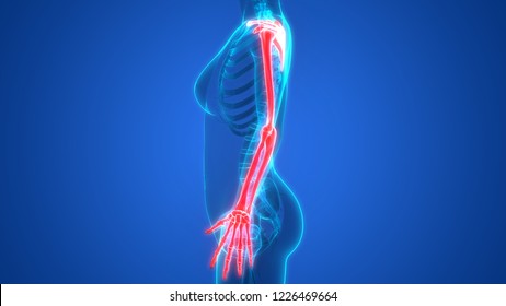 Human Skeleton System Upper Limbs Anatomy Stock Illustration 1226469664