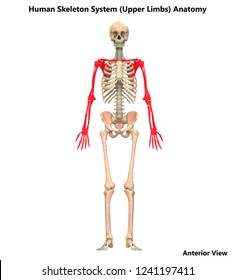 Human Skeleton System Upper Limbs Anatomy Stock Illustration 1241197411 ...
