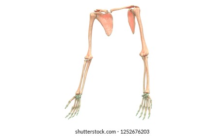 Human Skeleton System Upper Limbs Anatomy Stock Illustration 1252676203 ...