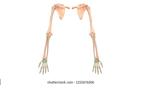 Human Skeleton System Upper Limbs Anatomy Stock Illustration 1252676206 ...