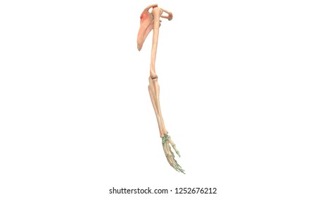 Human Skeleton System Upper Limbs Anatomy Stock Illustration 1252676212 ...