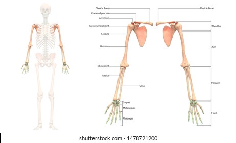 Human Skeleton System Upper Limbs Anatomy Stock Illustration 1478721200 ...