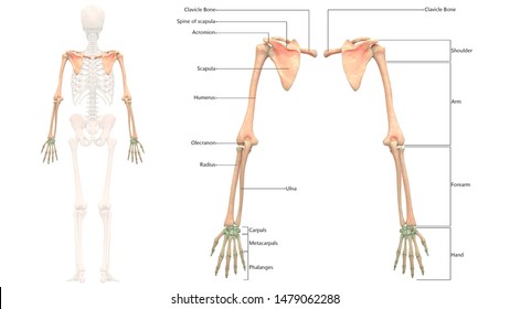Human Skeleton System Upper Limbs Anatomy Stock Illustration 752187214 ...