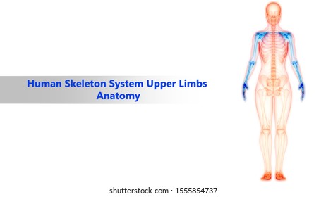 Human Skeleton System Upper Limbs Anatomy Stock Illustration 1555854737