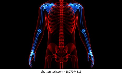 Upper Limbs Human Skeleton Anatomy Xray Stock Illustration 1553875331