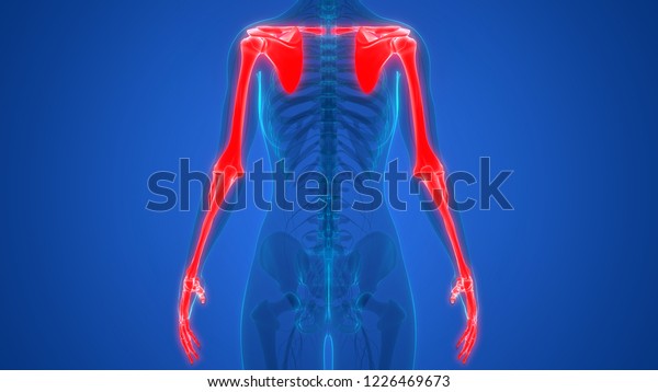Human Skeleton System Upper Limbs Anatomy Stock Illustration 1226469673