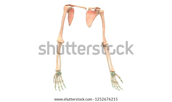 Human Skeleton System Upper Limbs Anatomy Stock Illustration 1252676215 ...