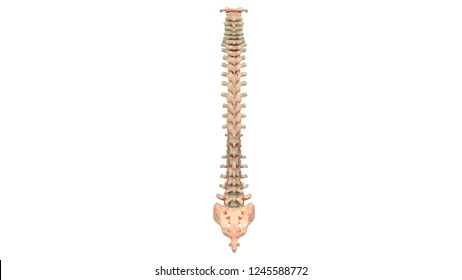 Vertebral Column Spine Bones Side View Stock Illustration 558803125 ...