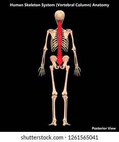 Human Skeleton System Vertebral Column Anatomy Stock Illustration ...