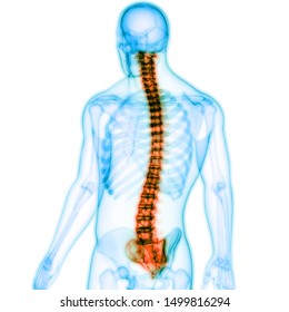 Human Skeleton System Vertebral Column Anatomy Stock Illustration ...