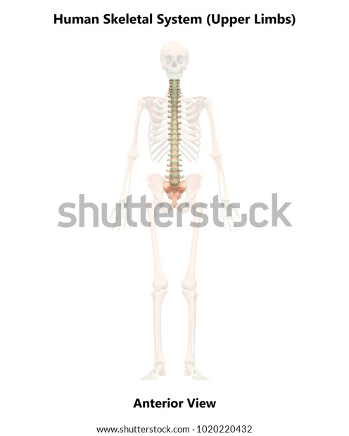 Human Skeleton System Vertebral Column Anatomy Stock Illustration ...