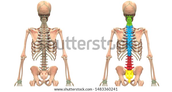 Human Skeleton System Vertebral Column Anatomy Stock Illustration ...