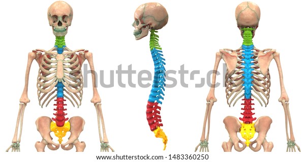 Human Skeleton System Vertebral Column Anatomy Stock Illustration ...