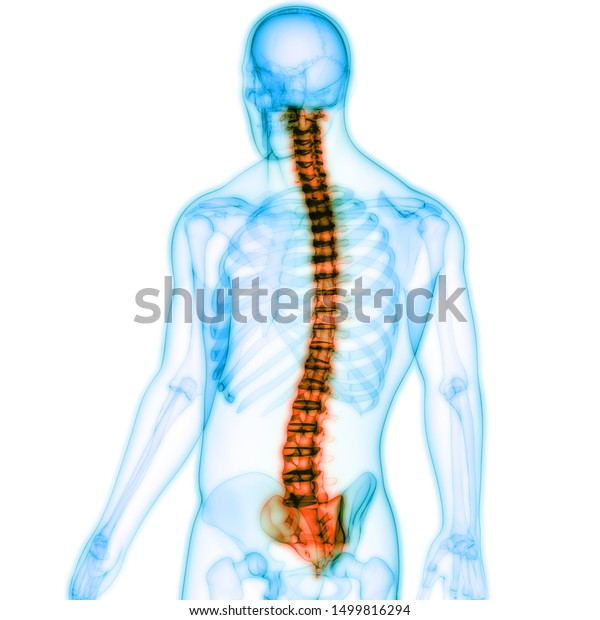 Human Skeleton System Vertebral Column Anatomy Stock Illustration ...