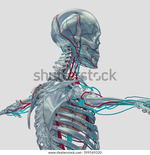 Human Skeleton Vascular System Arteries 3d 库存插图 399569320 | Shutterstock