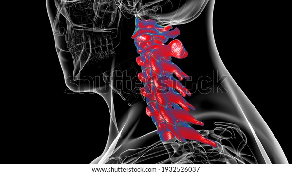 Columna Vertebral del esqueleto humano Anatomía de vértebras cervical ...