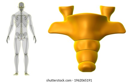 Human Skeleton Vertebral Column Coccyx Tail Stock Illustration ...