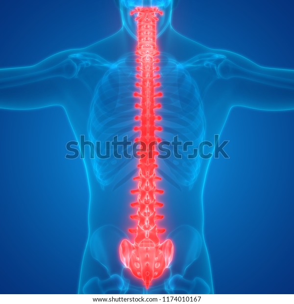 Human Skeleton Vertebral Column Posterior View Stock Illustration ...
