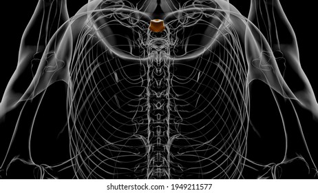 Human Skeleton Xiphoid Process Anatomy 3d Stock Illustration 1949211577 ...