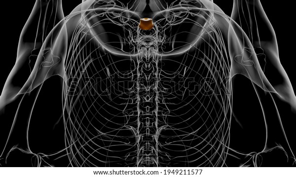 Human Skeleton Xiphoid Process Anatomy 3d Stock Illustration 1949211577 ...