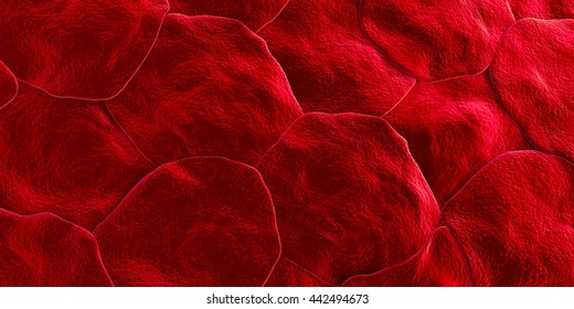 Human Skin 3d Rendering: ภาพประกอบสต็อก 442494685 | Shutterstock