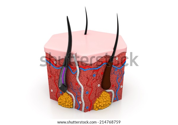 Human Skin Anatomy Cross Section: ภาพประกอบสต็อก 214768759 | Shutterstock Human Skin Anatomy Cross Section: ภาพประกอบสต็อก 214768759 | Shutterstock