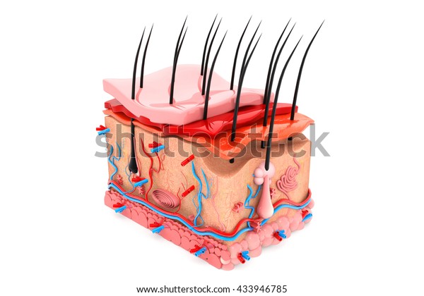 Human Skin Anatomy3d Render Stock Illustration 433946785 | Shutterstock