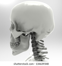 Anatomically Correct Human Male Skull 3d 库存插图 90308566 | Shutterstock