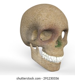 Human Skull Stock Illustration 291230168 | Shutterstock
