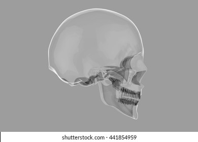 Xray Human Skull 3d Rendering Stock Illustration 441854119 | Shutterstock