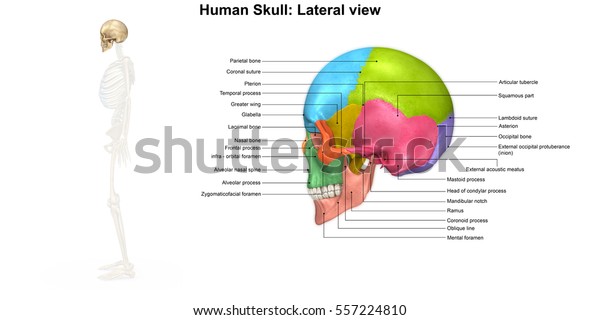 Human Skull Lateral View 3d Illustration Stock Illustration 557224810 ...