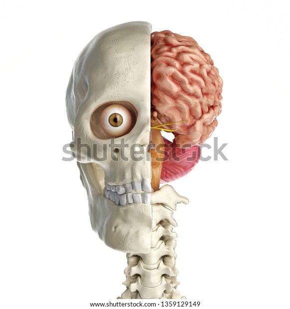 Human Skull Mid Sagittal Crosssection Brain Stock-illustration 1359129149