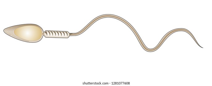 Human Sperm Cell Consists Head Middle Stock Illustration 1281077608