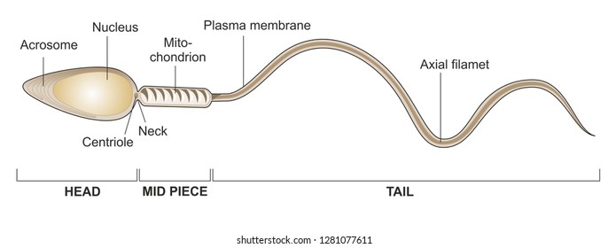 Mitochondrion Images, Stock Photos & Vectors | Shutterstock