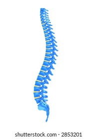 Anatomical Model Spinal Column Vector Illustration Stock Vector ...