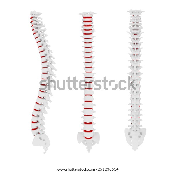 Human Spine Side Front Back 3d Stock Illustration 251238514 | Shutterstock