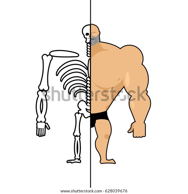 Human Structure Skeleton Men Anatomy Bodybuilder Stock Illustration ...