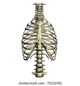 Breastbone Images, Stock Photos & Vectors | Shutterstock