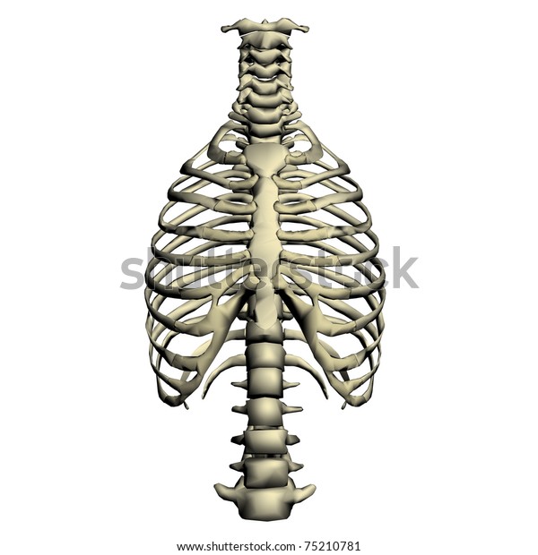 Human Torso Skeletal System Stock Illustration 75210781