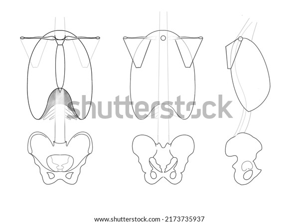 Human Torso Sketch Front Back Side: ภาพประกอบสต็อก 2173735937 ...