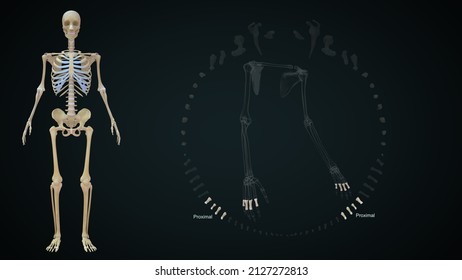Human Upper Limb Bones Proximal Anatomy 库存插图 2127272813 | Shutterstock