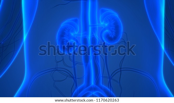 Human Urinary System Anatomy 3d Stock Illustration 1170620263 ...
