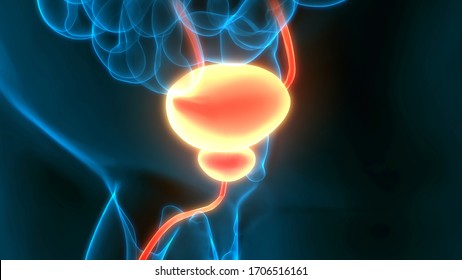 12,015 Bladder 3d Images, Stock Photos & Vectors | Shutterstock